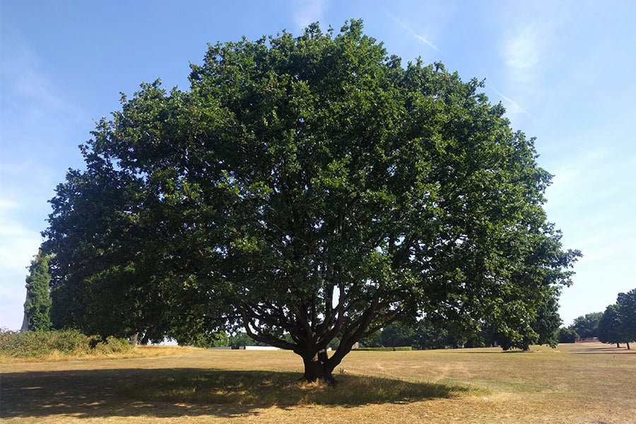 Arboriculture - The Root of Climate Action? - TEP - The Environment ...