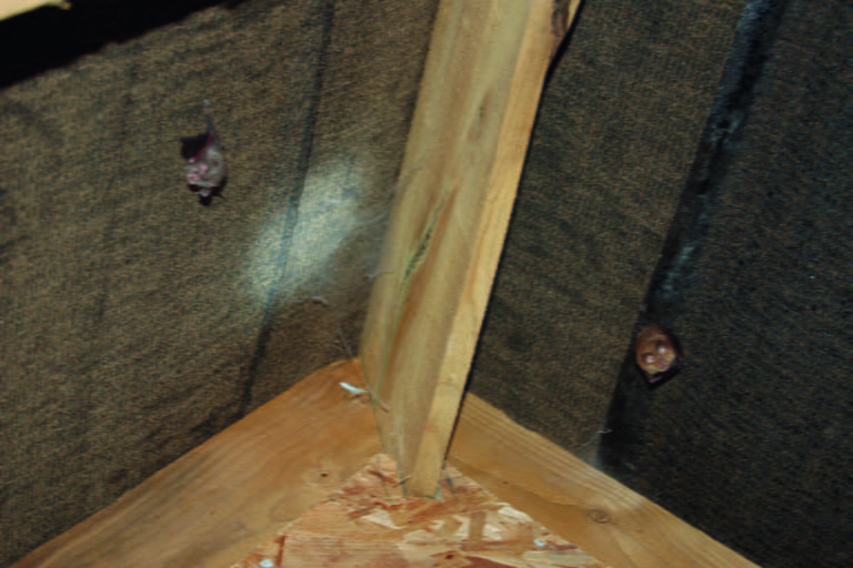 Bat Success in Plymouth - TEP - The Environment PartnershipTEP – The ...