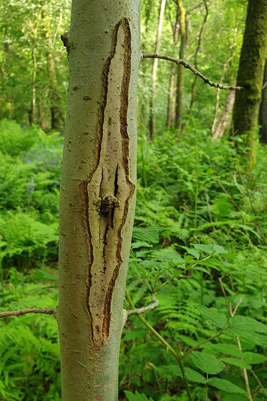 What is Chalara Ash Dieback? - TEP - The Environment PartnershipTEP ...