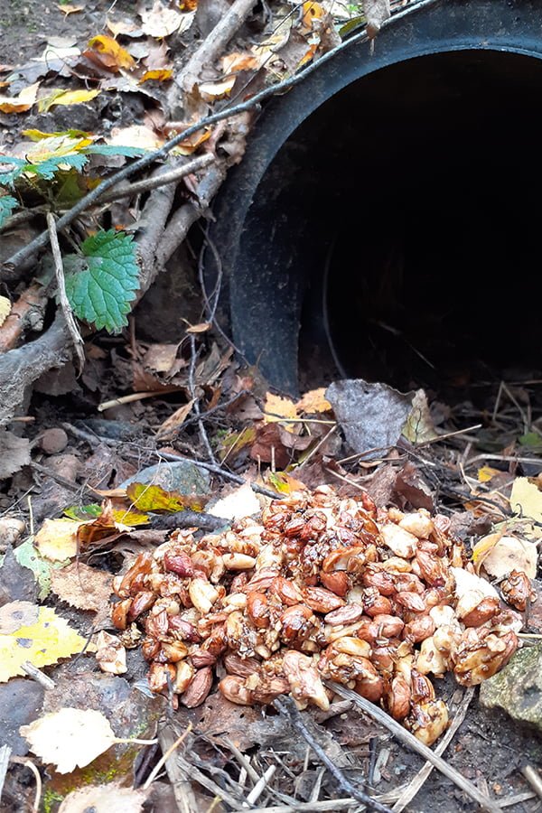 A Tale of Two Badger Setts - TEP - The Environment PartnershipTEP – The ...