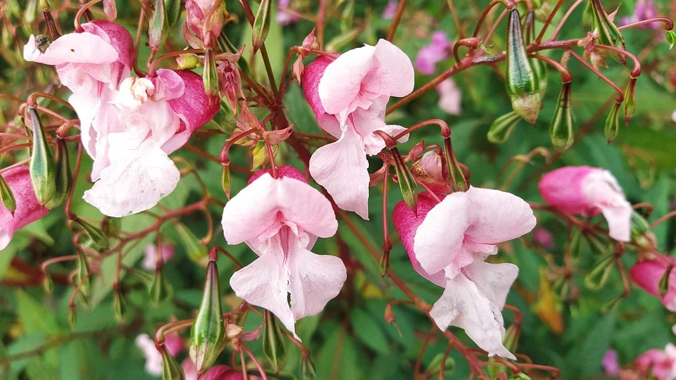 Invasive Non-Native Species (INNS) - TEP - The Environment ...