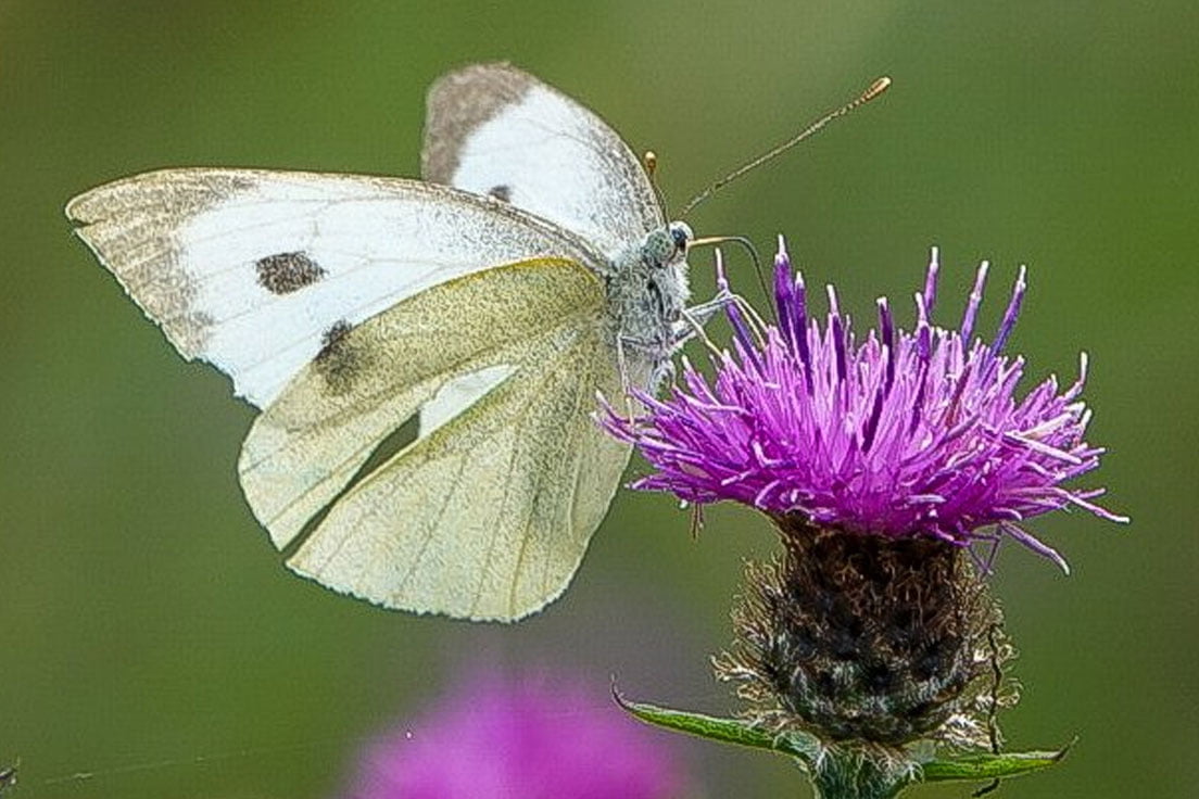 Navigating The New Biodiversity Net Gain Landscape - TEP - The ...