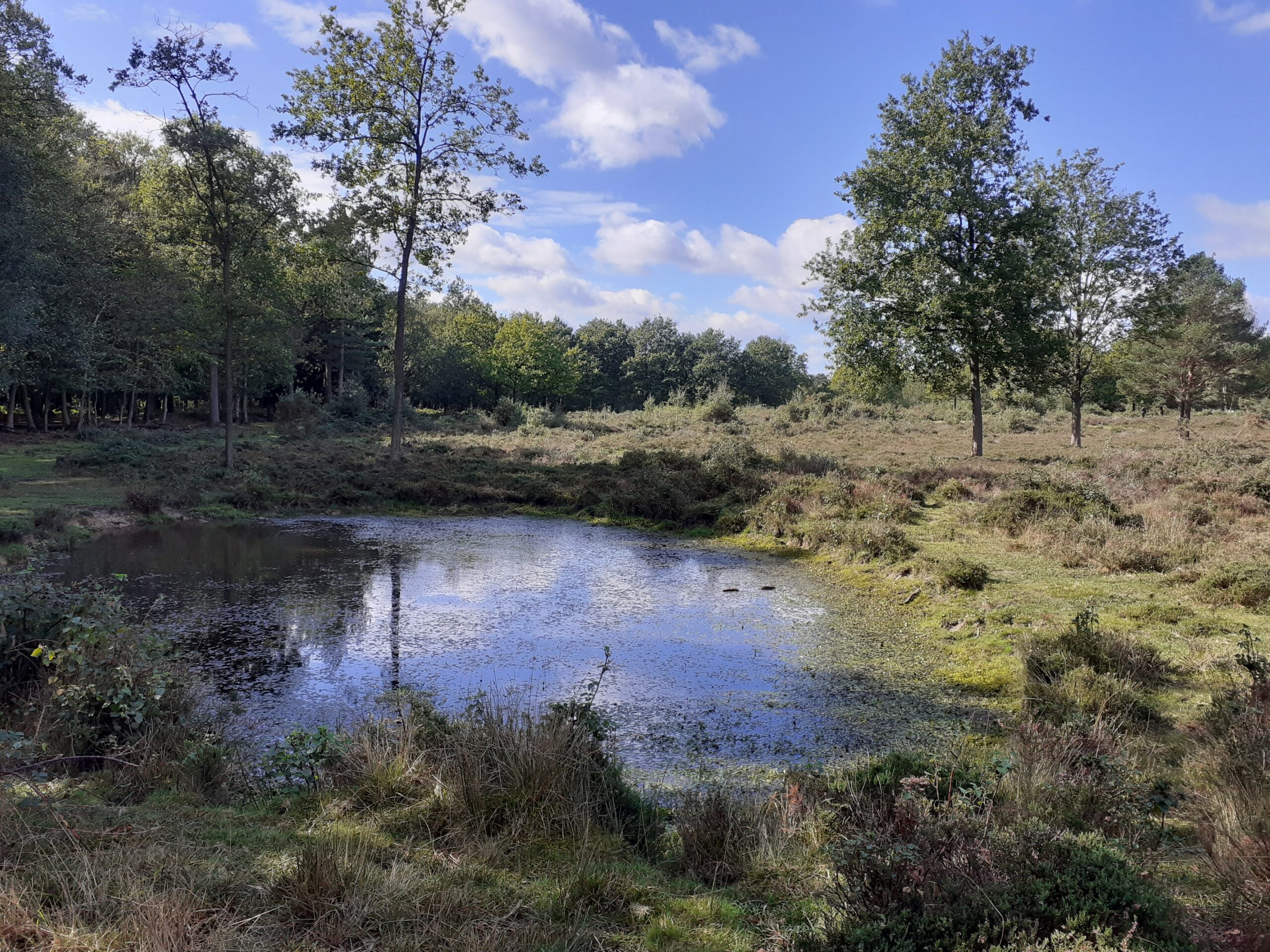 Biodiversity Net Gain (BNG) - TEP - The Environment PartnershipTEP ...